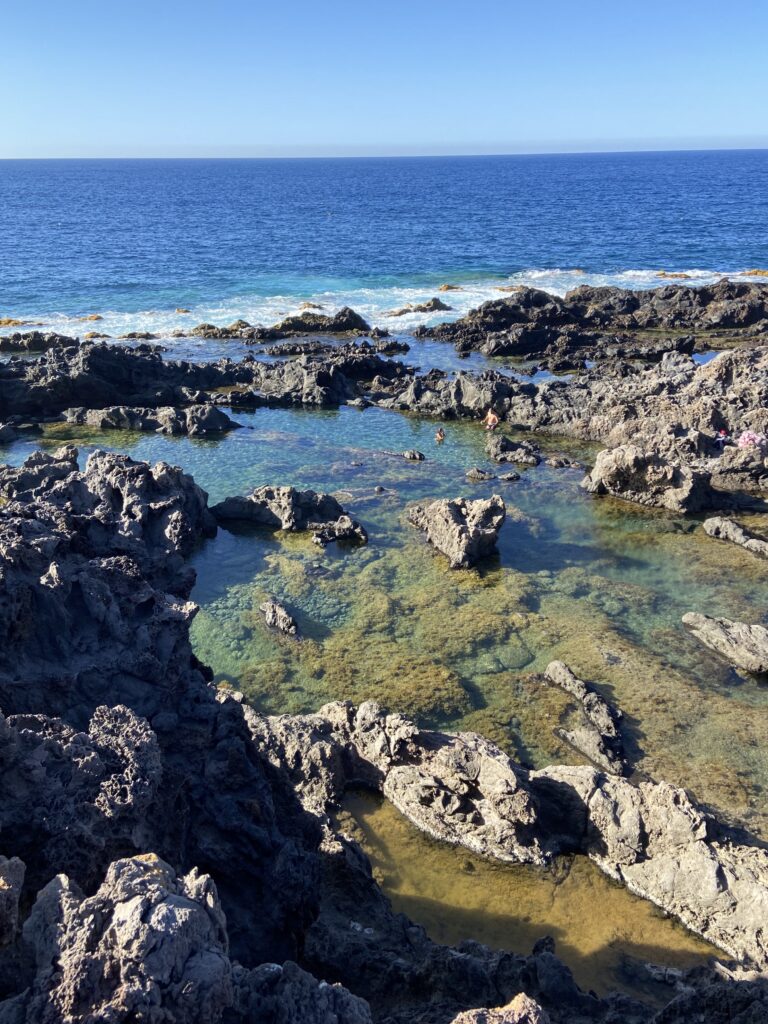 Intermareal - CoralCheck