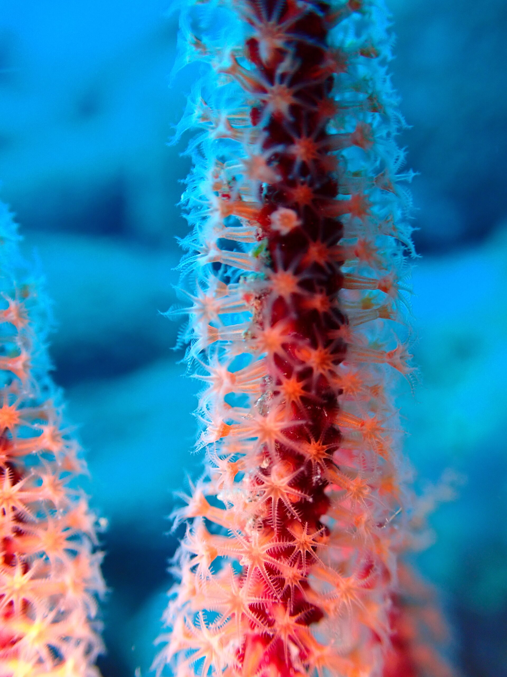 Leptogorgia ruberrima - CoralCheck