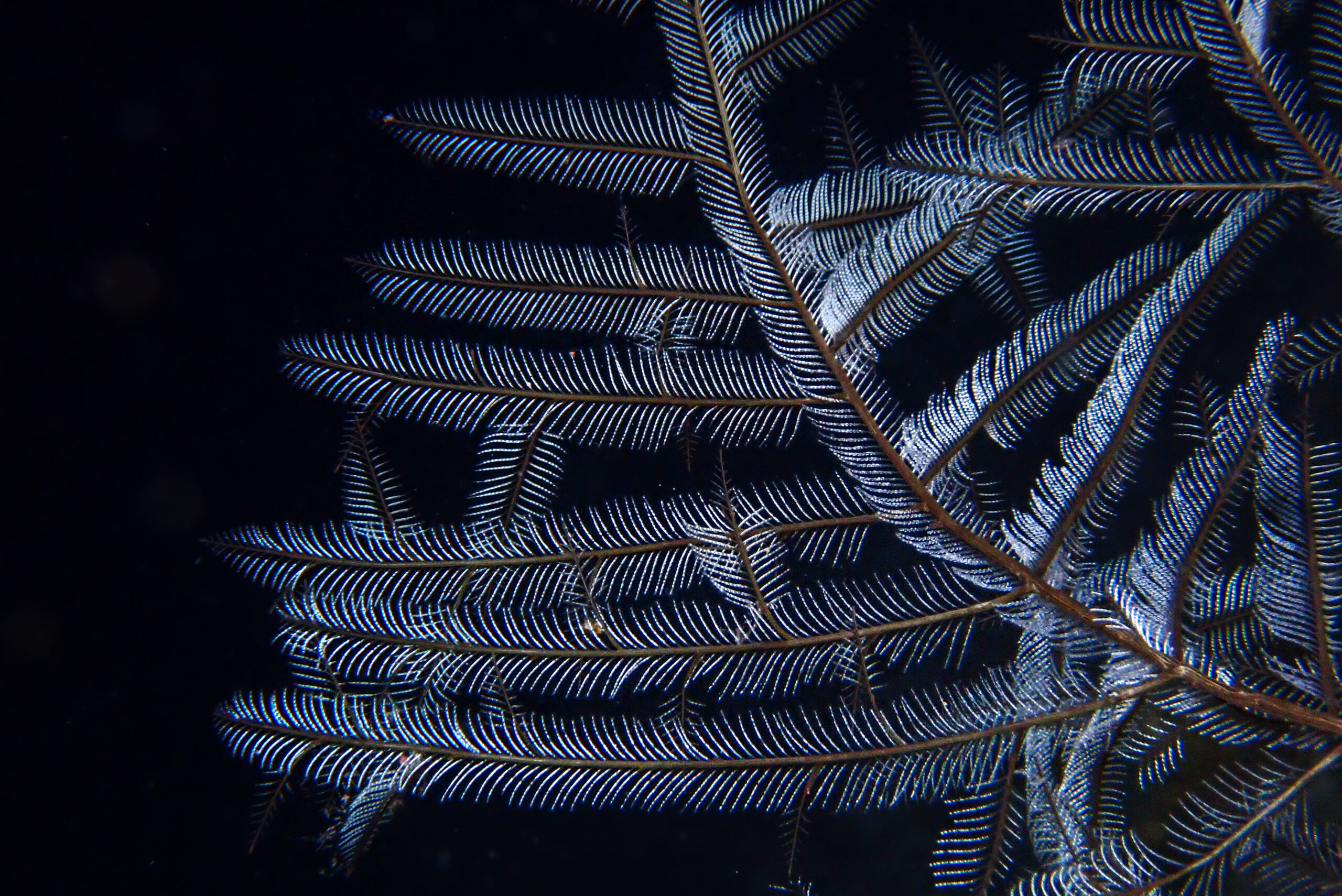 Macrorhynchia philippina - CoralCheck