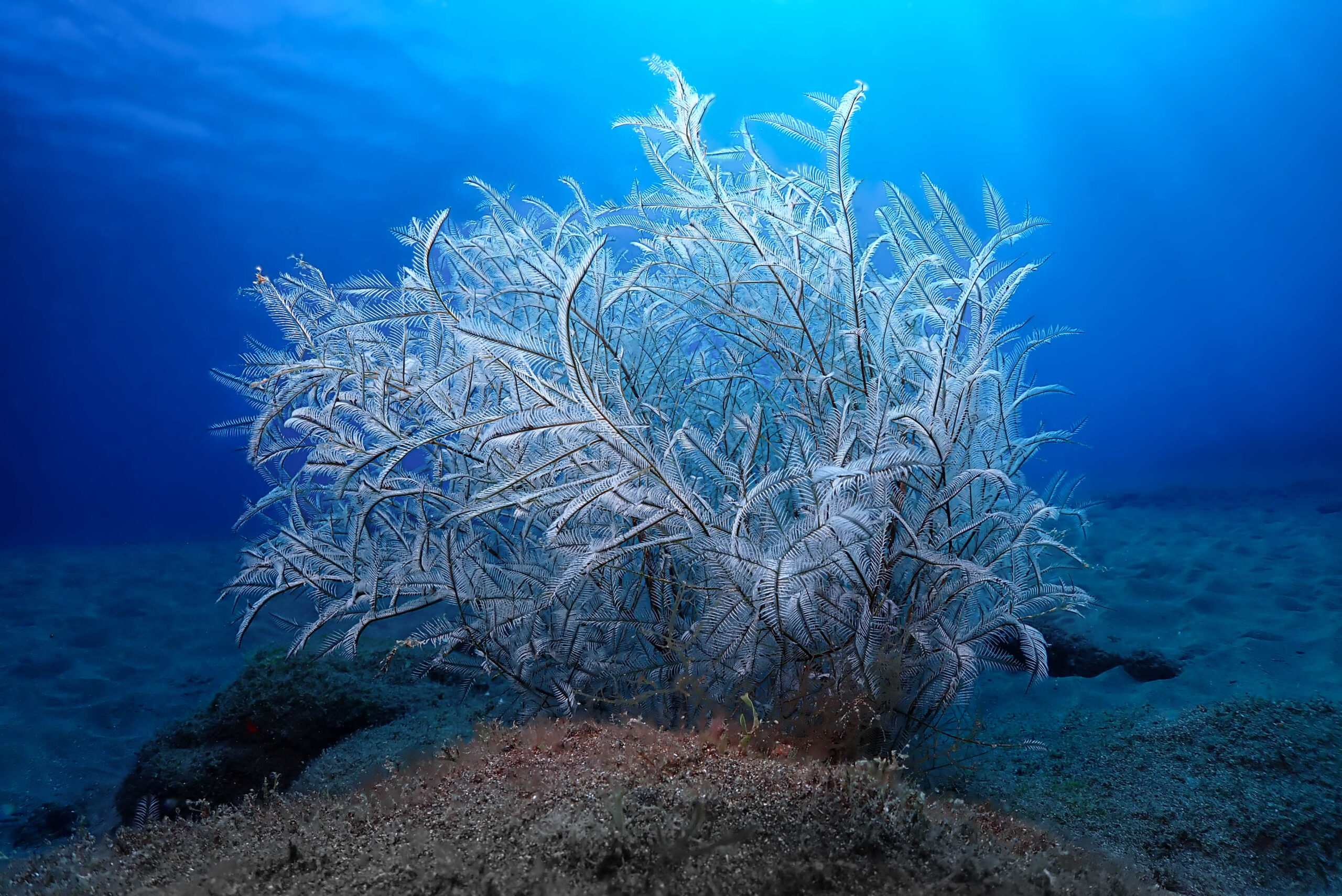 Macrorhynchia philippina - CoralCheck